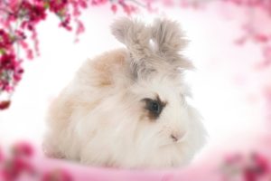 English Angora Rabbit Colors: Genetics, Show Variations & Wool Types