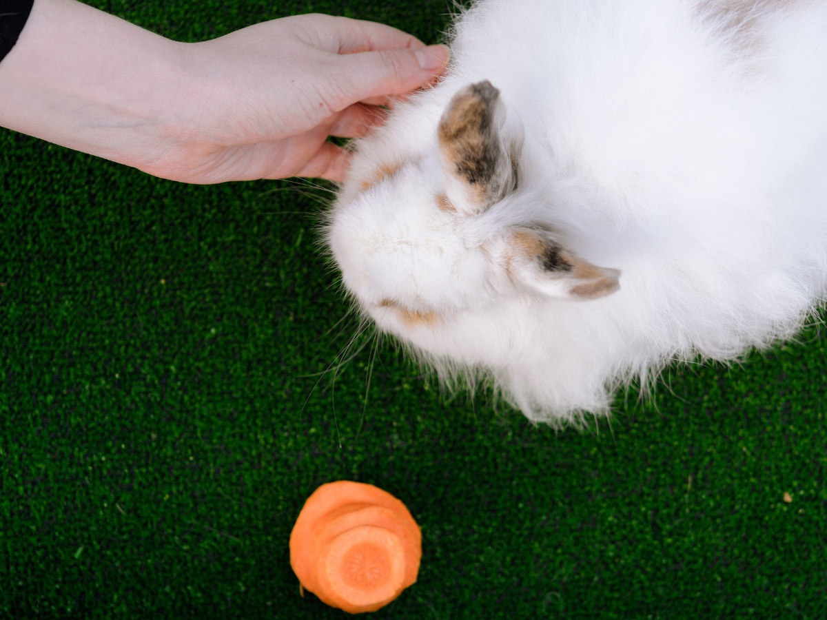 Dwarf Angora Rabbit Breed: All You need to know - The Angora Rabbit