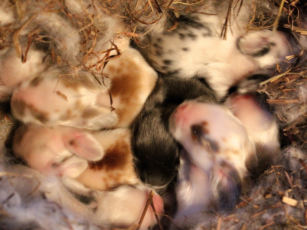 Dwarf Angora Rabbit Breed: All You need to know - The Angora Rabbit