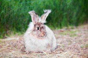 Angora Rabbit Facts and Characteristics