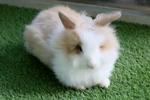 Angora Rabbit Facts and Characteristics