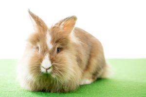 Angora Rabbit Facts and Characteristics