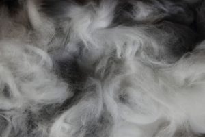 Angora Rabbit Facts: Unraveling the Beauty and Warmth