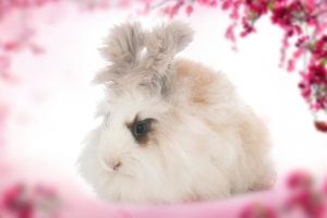 Different Types of Angora Rabbits: An In-Depth Guide