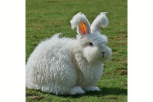 Different Types of Angora Rabbits: An In-Depth Guide