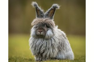 Different Types of Angora Rabbits: An In-Depth Guide