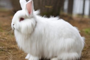 Ultimate Angora Rabbit Care Guide: Tips for Keeping Them Healthy