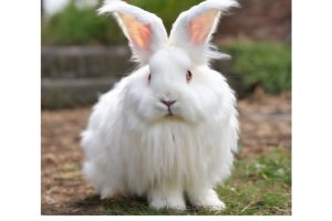 Angora Rabbit Characteristics: A Comprehensive Guide