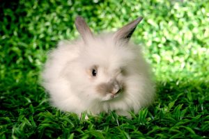 Angora Rabbit Habitat: Perfect Setup Guide