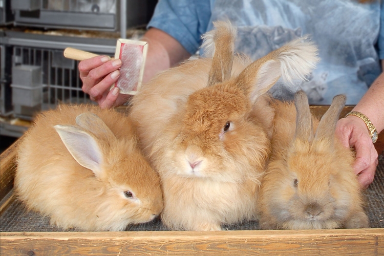 Angora Rabbit Breeds - The Angora Rabbit