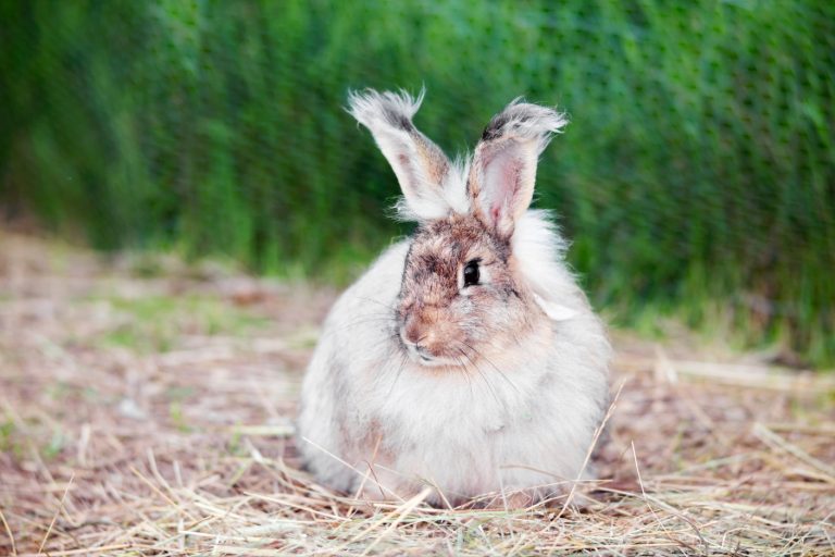 Choosing the Best Angora Rabbits for Breeding: Expert Guide