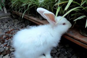 The Fluffy World of French Angora Rabbits: A Comprehensive Guide
