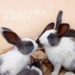 The Angora Rabbit - All About Angora Rabbits