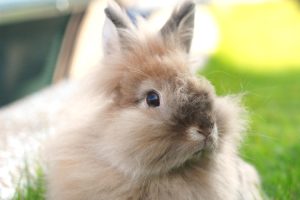 The Fluffy World of French Angora Rabbits: A Comprehensive Guide