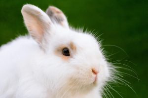 The Fluffy World of French Angora Rabbits: A Comprehensive Guide