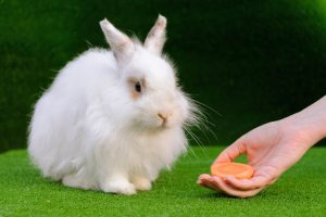 The Fluffy World of French Angora Rabbits: A Comprehensive Guide