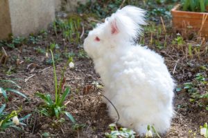 The Fluffy World of French Angora Rabbits: A Comprehensive Guide