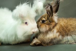 The Fluffy World of French Angora Rabbits: A Comprehensive Guide