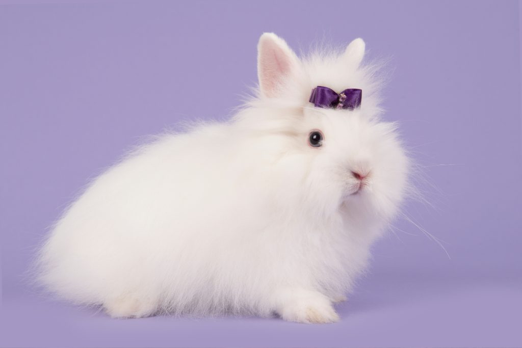 Ethical Angora Rabbit Breeding: A Guide to Responsible Practices