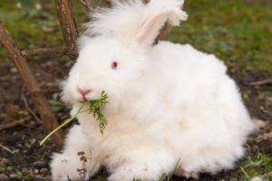 The Fluffy World of French Angora Rabbits: A Comprehensive Guide