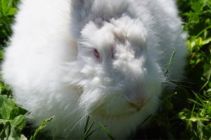 Grooming Angora Rabbits: A Comprehensive Guide