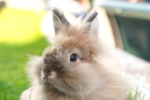 Comprehensive Guide to Rabbit Pregnancy: From Breeding to Birth - The ...