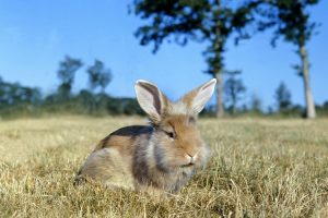 Comprehensive Guide to Rabbit Pregnancy: From Breeding to Birth - The ...
