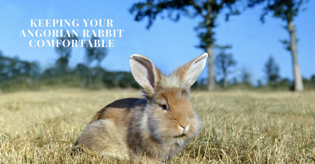 Optimal Temperature Range for Keeping Angorian Rabbits Comfortable