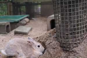 Grooming Angora Rabbits: A Comprehensive Guide