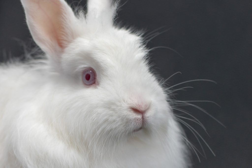 The Fluffy Giant Angora Rabbit's Role in the Space Race