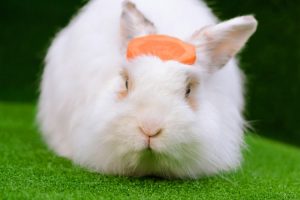 Grooming Angora Rabbits: A Comprehensive Guide