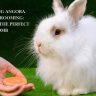 English Angora Rabbit Colors: Genetics, Show Variations & Wool Types