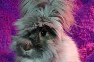 Angora Rabbit Breed Comparison