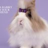English Angora Rabbit Colors: Genetics, Show Variations & Wool Types