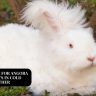 English Angora Rabbit Colors: Genetics, Show Variations & Wool Types