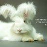 English Angora Rabbit Colors: Genetics, Show Variations & Wool Types