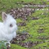 English Angora Rabbit Colors: Genetics, Show Variations & Wool Types