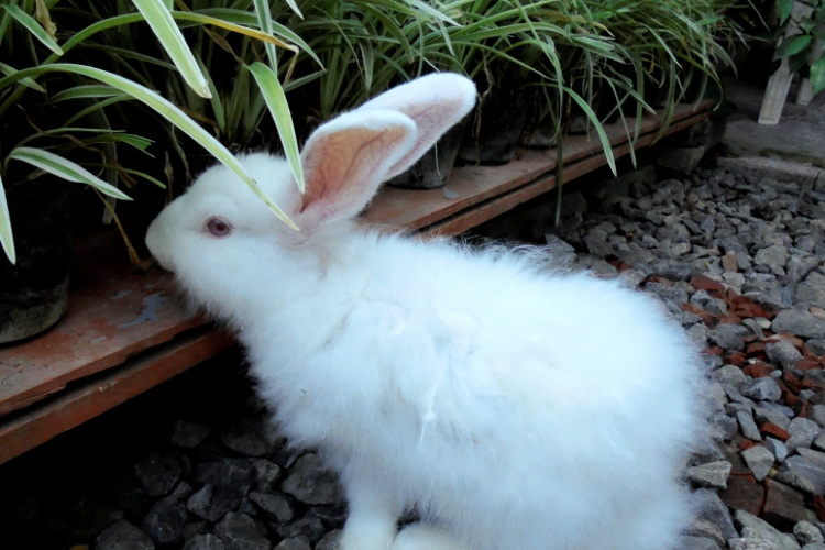 Angora Rabbit Emergencies: When to Seek Immediate Vet Care