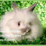 English Angora Rabbit Colors: Genetics, Show Variations & Wool Types
