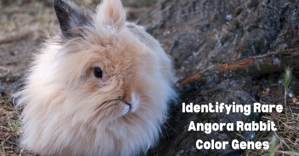 Angora Rabbit Breeds - The Angora Rabbit