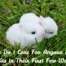 Ultimate Angora Rabbit Care Guide: Tips for Keeping Them Healthy
