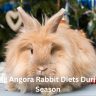 Different Types of Angora Rabbits: An In-Depth Guide