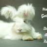 Angora Rabbit Characteristics: A Comprehensive Guide
