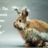 The Fluffy World of French Angora Rabbits: A Comprehensive Guide