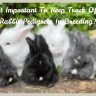 Grooming Angora Rabbits: A Comprehensive Guide