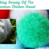 Angora Wool: From Rabbit to Yarn | Complete Guide to Luxury Fiber