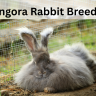 English Angora Rabbit Colors: Genetics, Show Variations & Wool Types