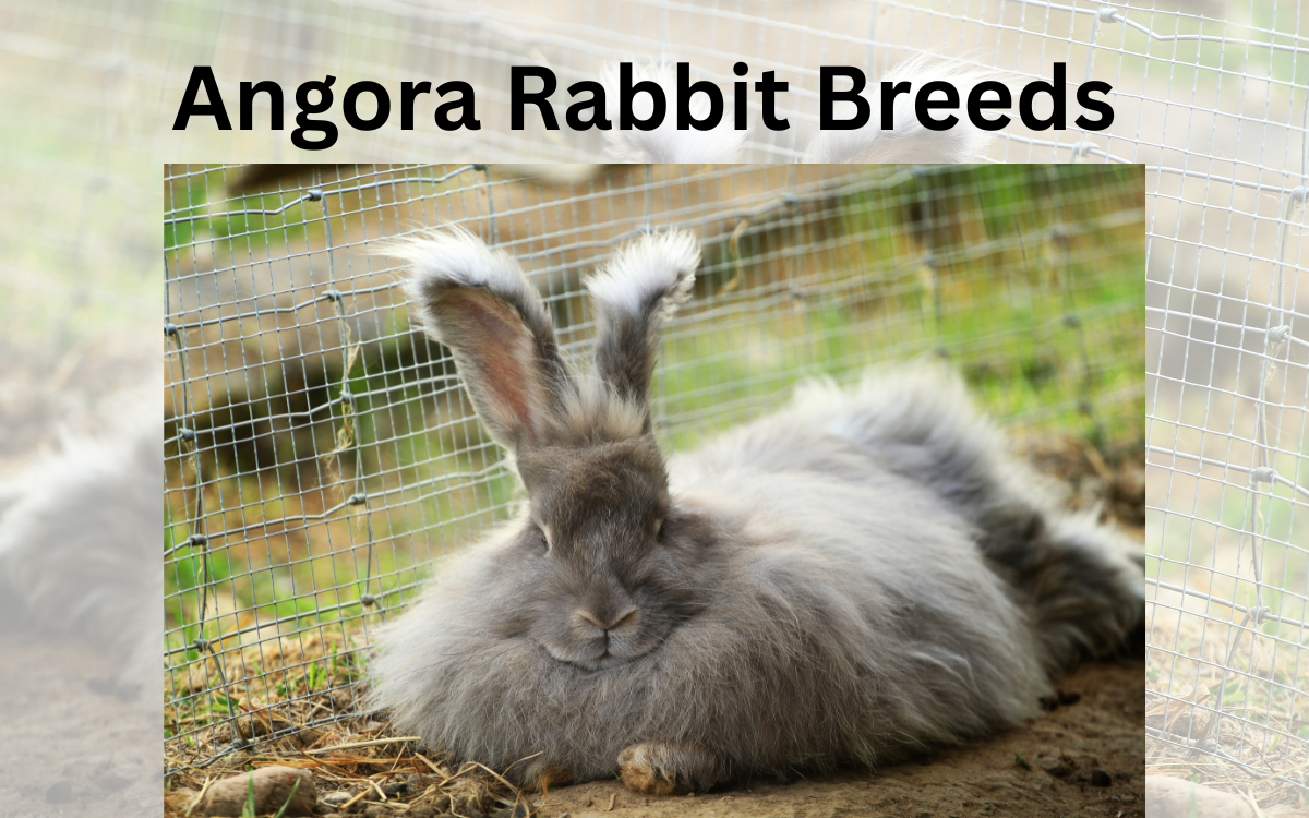 Angora Rabbit Breeds: A Comprehensive Guide to the Fluffiest Rabbits on ...
