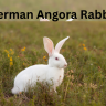 Angora Rabbit Facts and Characteristics