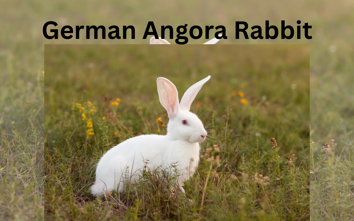 German Angora Rabbit: The Ultimate Guide to a Luxurious Fiber Breed. 1